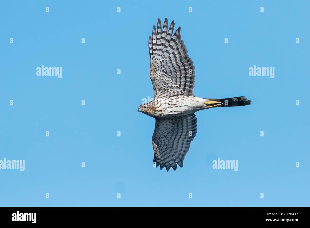 Juvenile Cooper's hawk flight during fall migration Stock Photo - Alamy