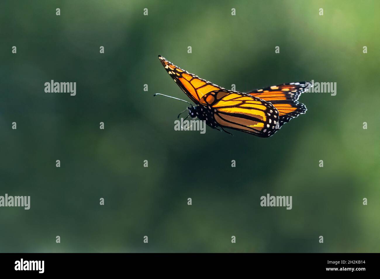 Monarch butterfly flight during October fall migration Stock Photo - Alamy