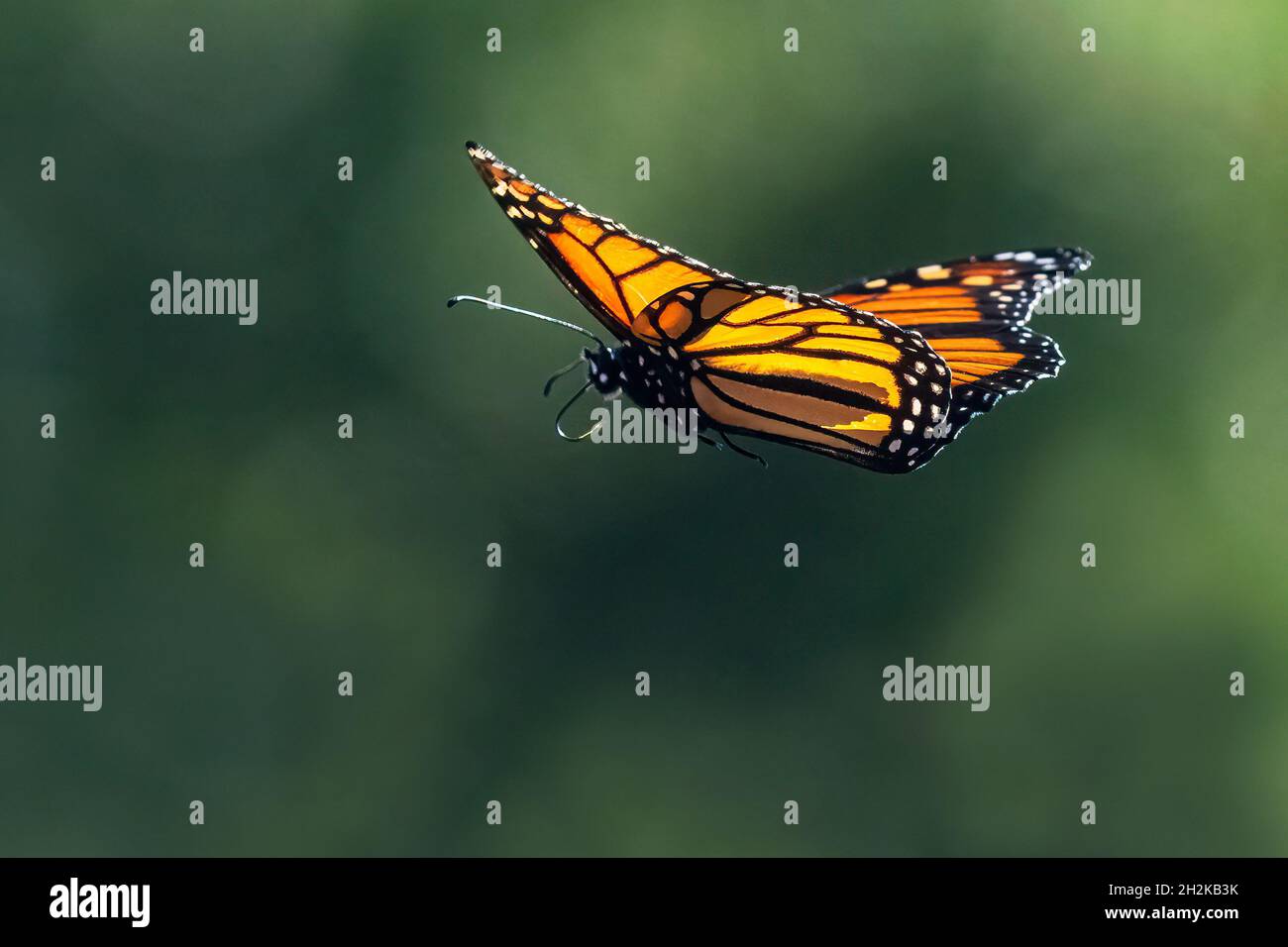 Monarch butterfly flight during October fall migration Stock Photo - Alamy