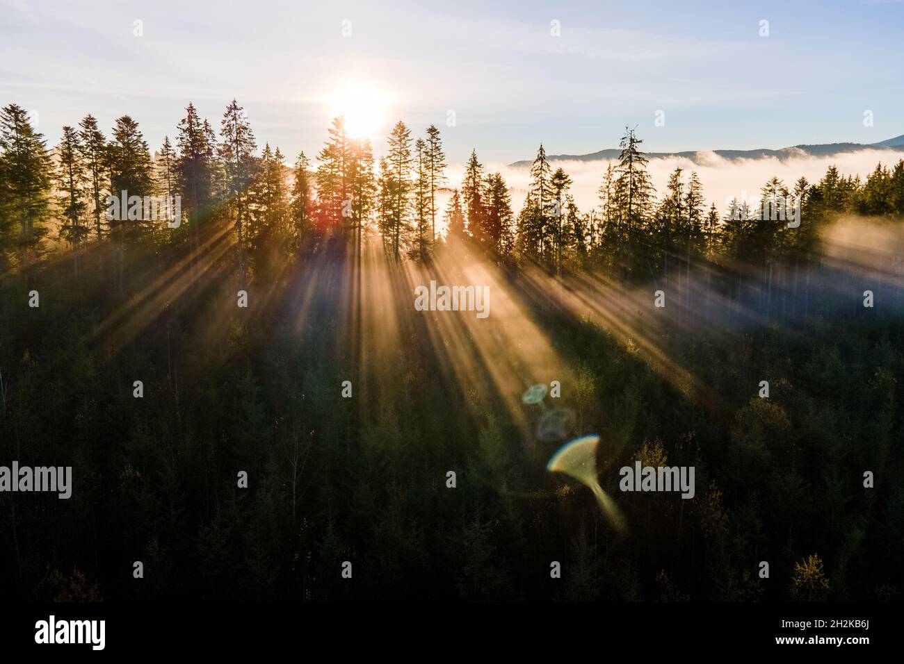 Sun shining through canopies green forest trees hi-res stock ...
