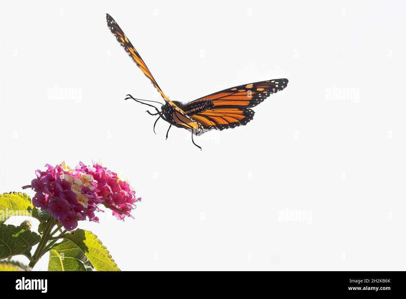 Monarch butterfly flight during October fall migration Stock Photo - Alamy