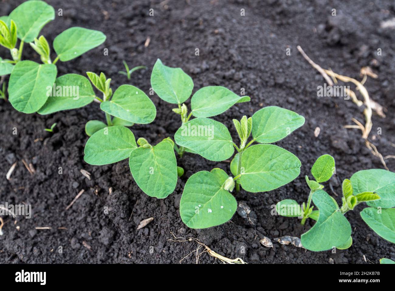 Fresh green soy plants on the field in spring. Rows of young soybean ...