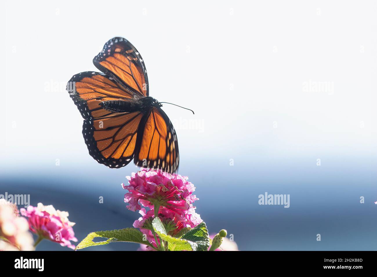 Monarch butterfly flight during October fall migration Stock Photo - Alamy