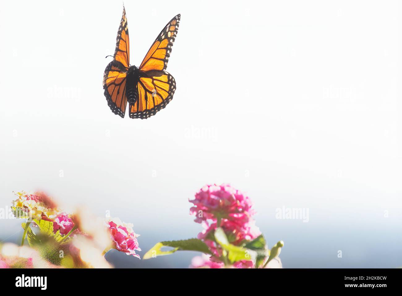 Monarch butterfly flight during October fall migration Stock Photo - Alamy