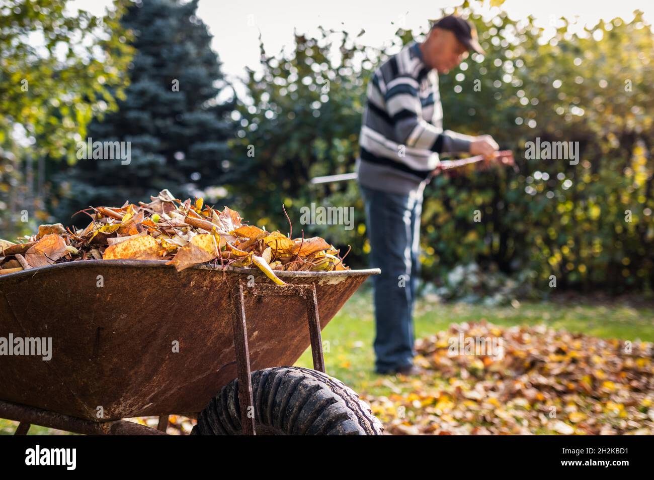 Wheelbarrow with fallen leaves. Senior man raking leaf from lawn in ...