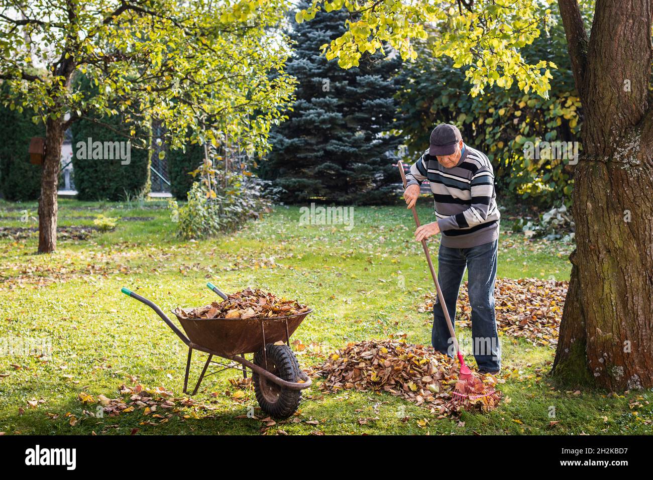 Senior man raking leaf from lawn in garden. Autumn gardening. Gardener ...