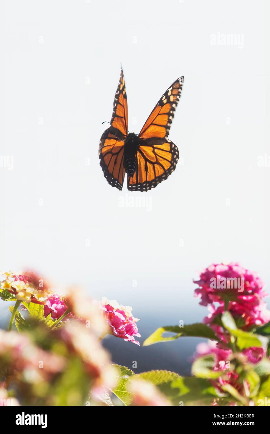 Monarch butterfly flight during October fall migration Stock Photo - Alamy