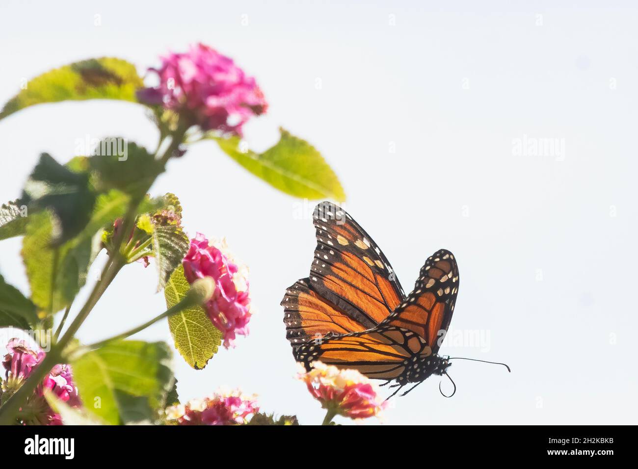 Monarch butterfly flight during October fall migration Stock Photo - Alamy