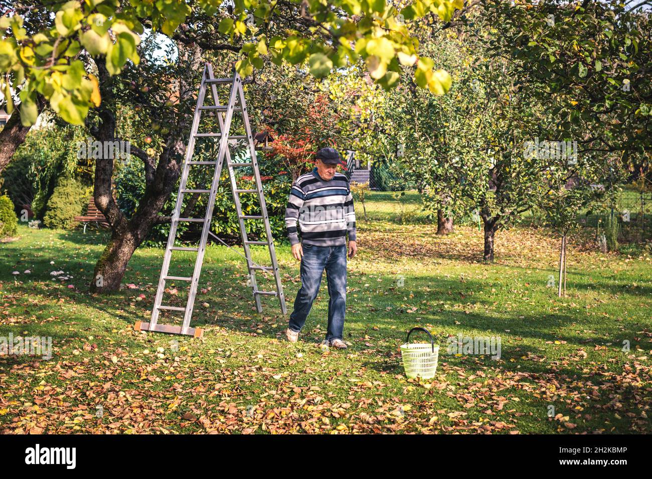 Picking fruit ladder hi-res stock photography and images - Alamy