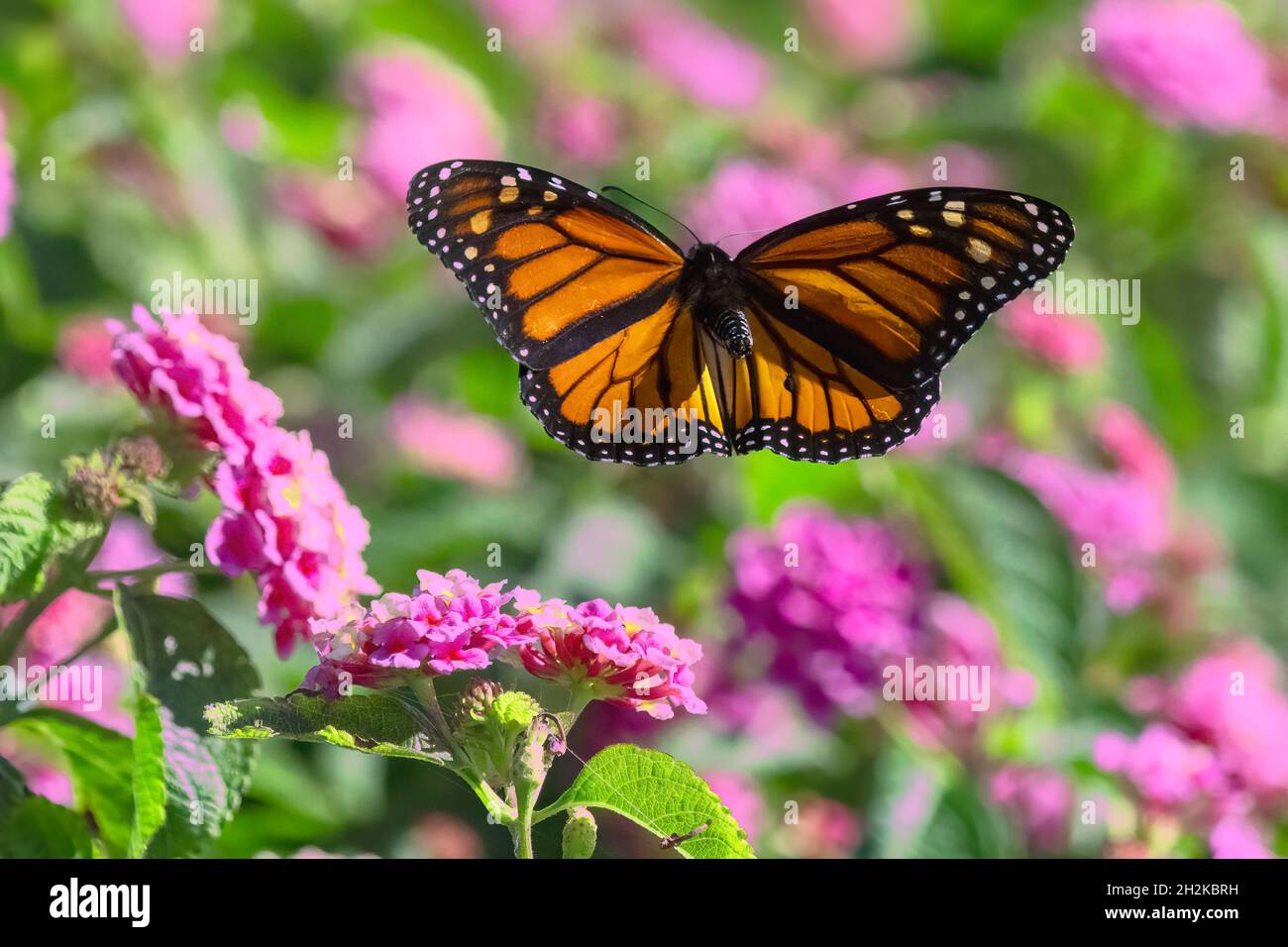 Monarch butterfly flight during October fall migration Stock Photo - Alamy