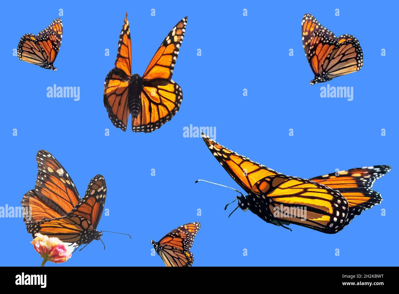 Monarch butterfly flight during October fall migration photographic ...