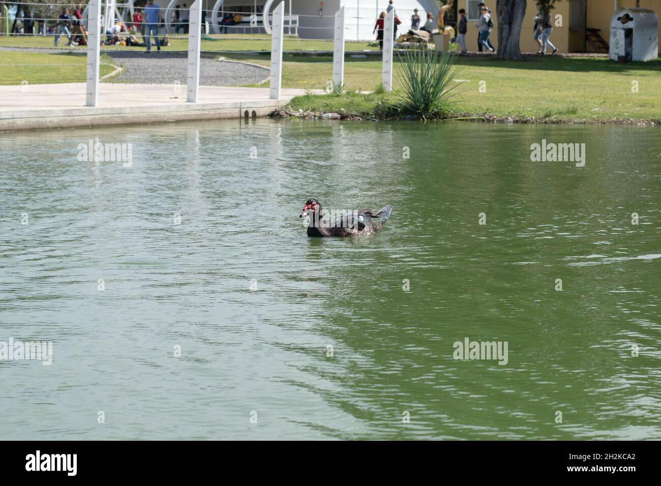 Black-necked grebe swimming in a lake in a park Stock Photo - Alamy