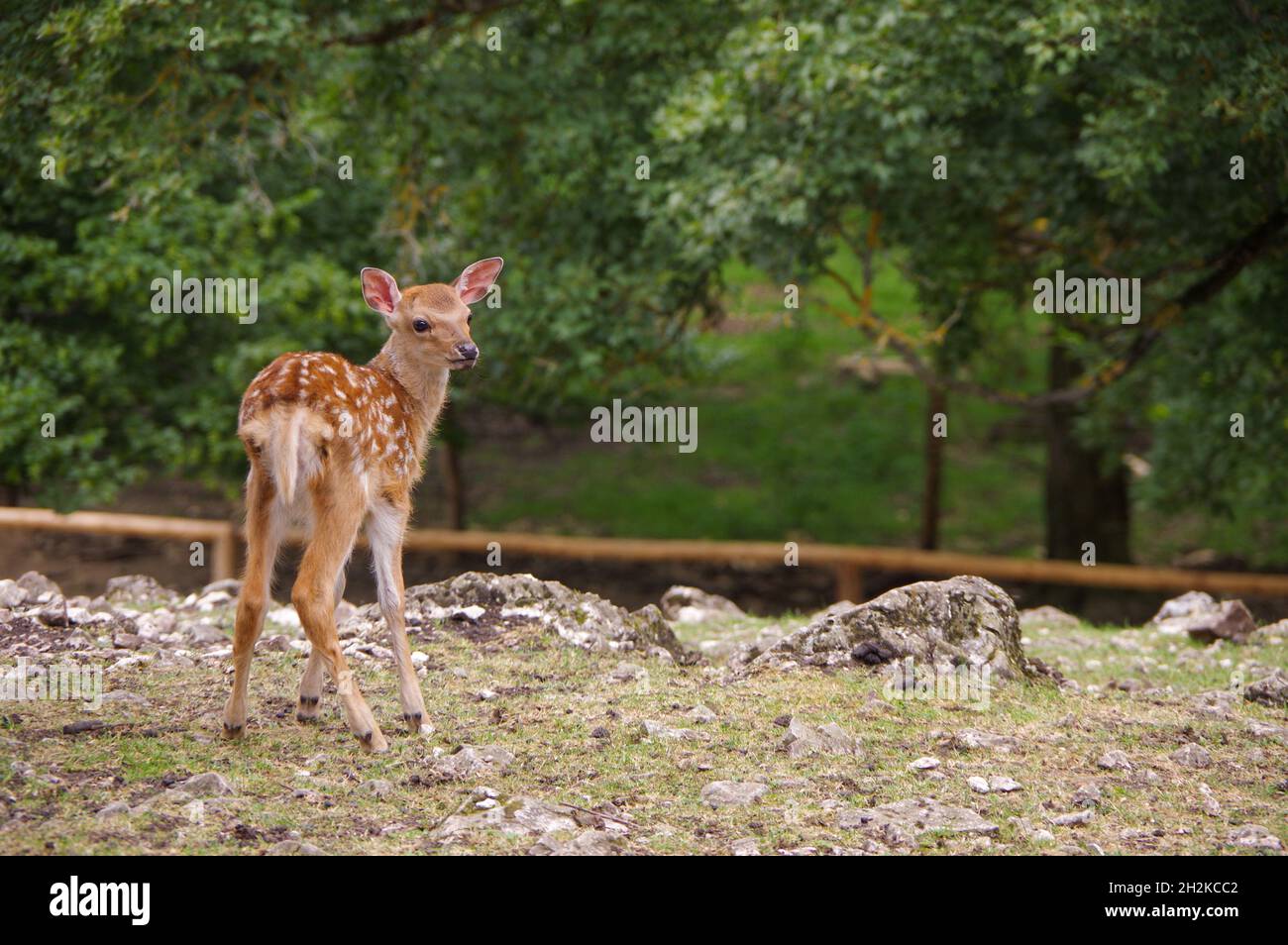 Cute Dappled deer standing on the edge of a rock Stock Photo - Alamy
