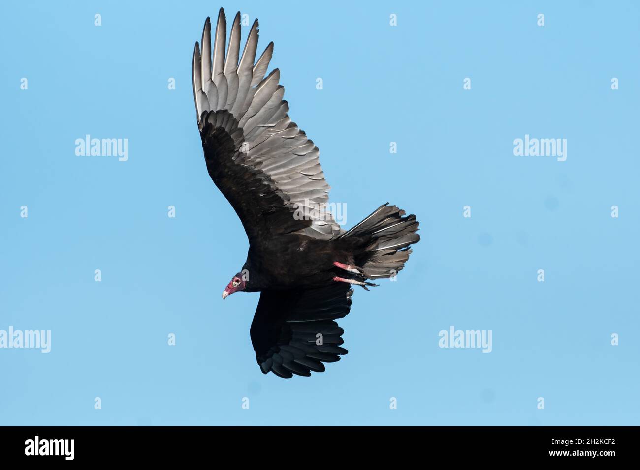 Migration turkey hi-res stock photography and images - Alamy