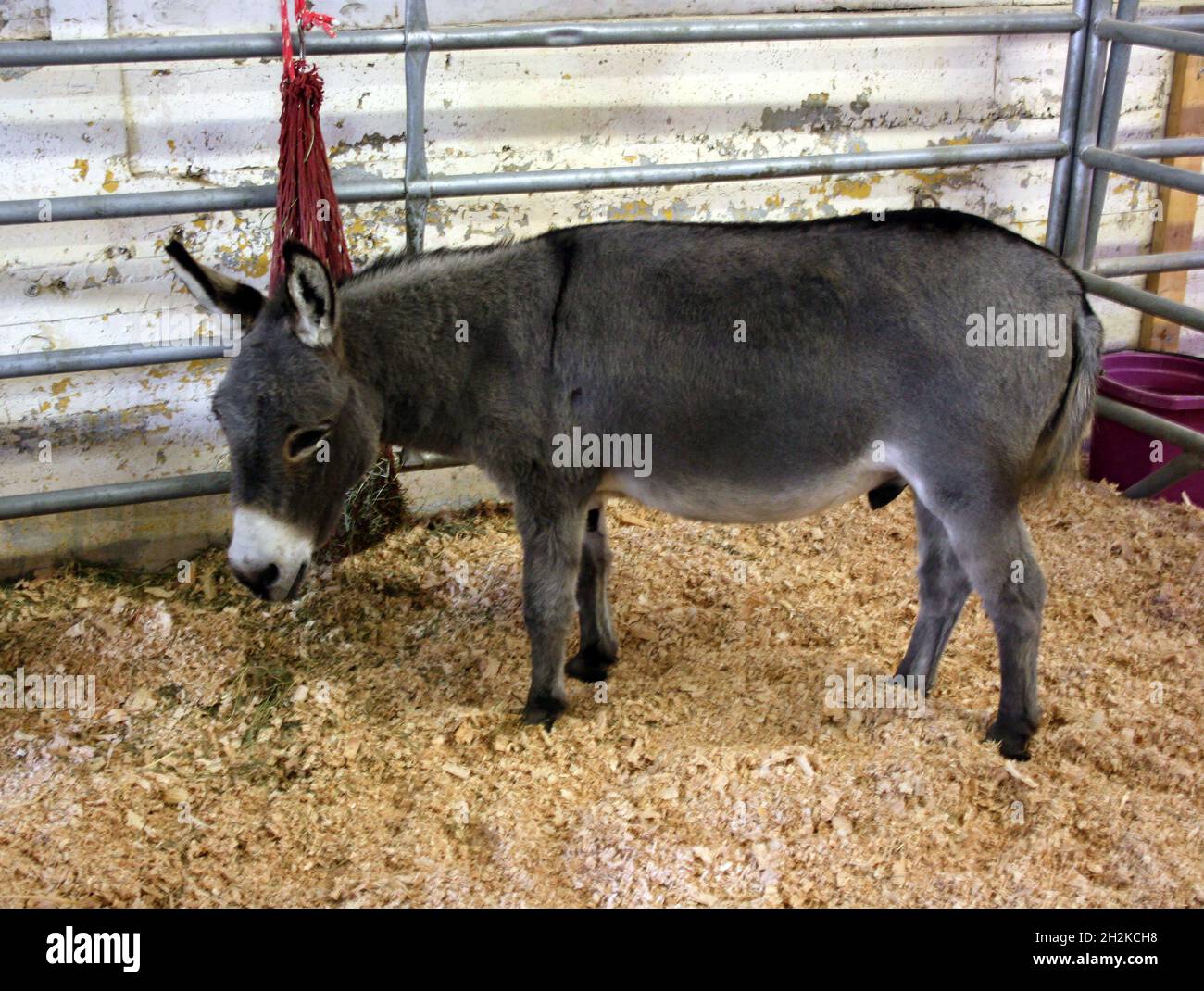 Cute small donkey on the farm Stock Photo - Alamy