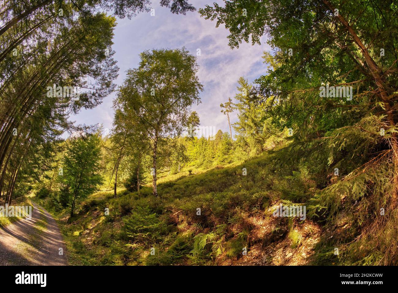 Wide angle shot of a pine forest on a sunny day Stock Photo - Alamy