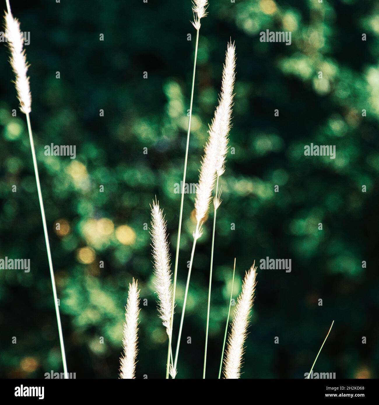 Vertical shot of a light brown Sharp grass under the sunlight Stock ...