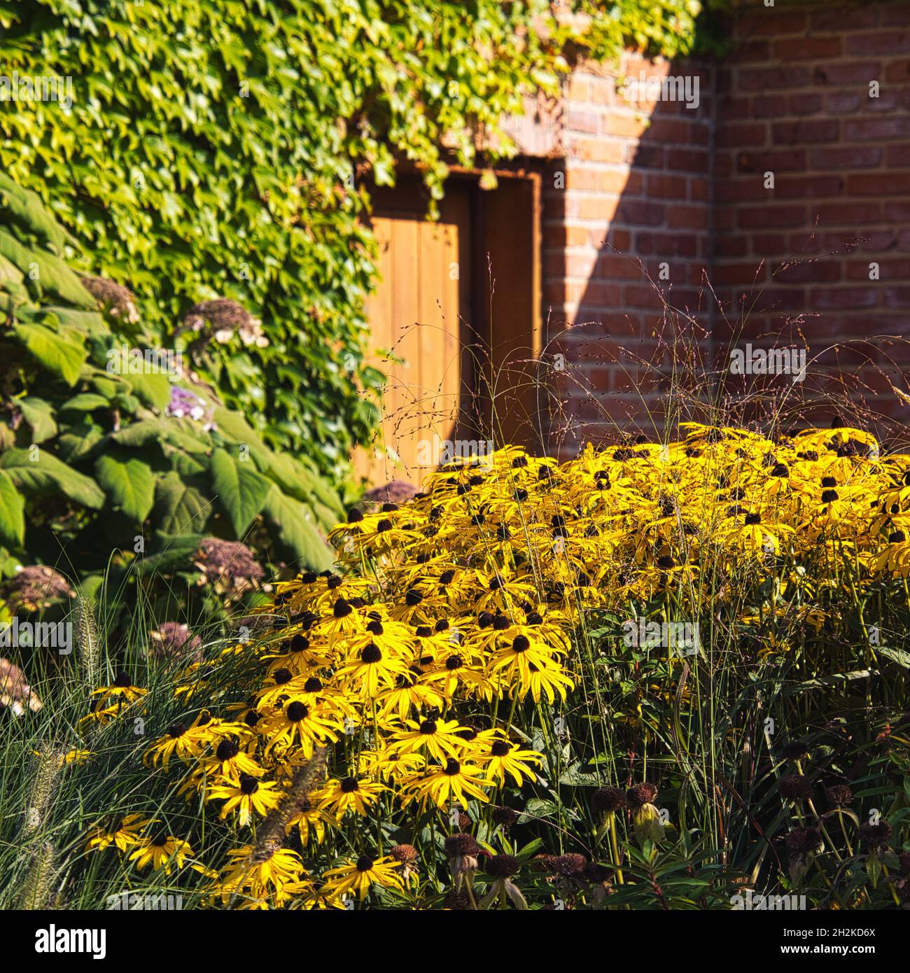 Closeup shot of yellow Black-eyed Susan flowers in the yar Stock Photo ...