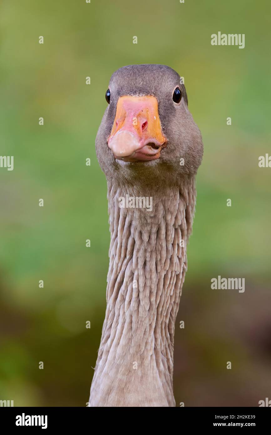 Greylag Goose head close-up (Anser anser Stock Photo - Alamy