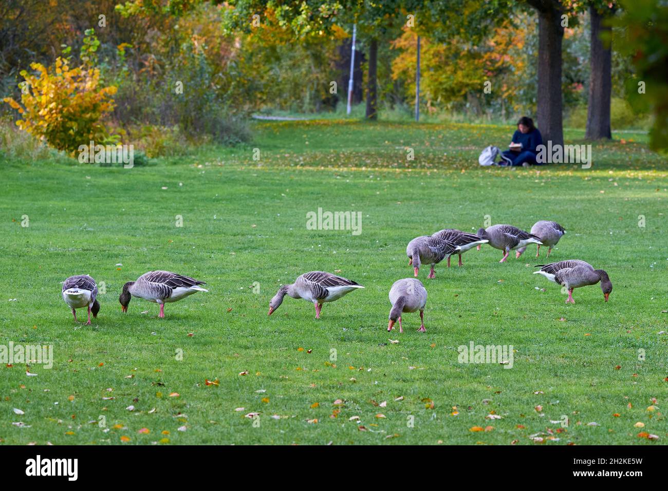 Greylag Geese on field in autumn with fall leaves on the grass (Anser ...