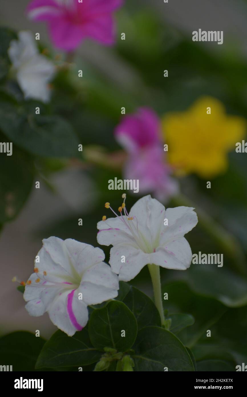 Sondha maloti hi-res stock photography and images - Alamy