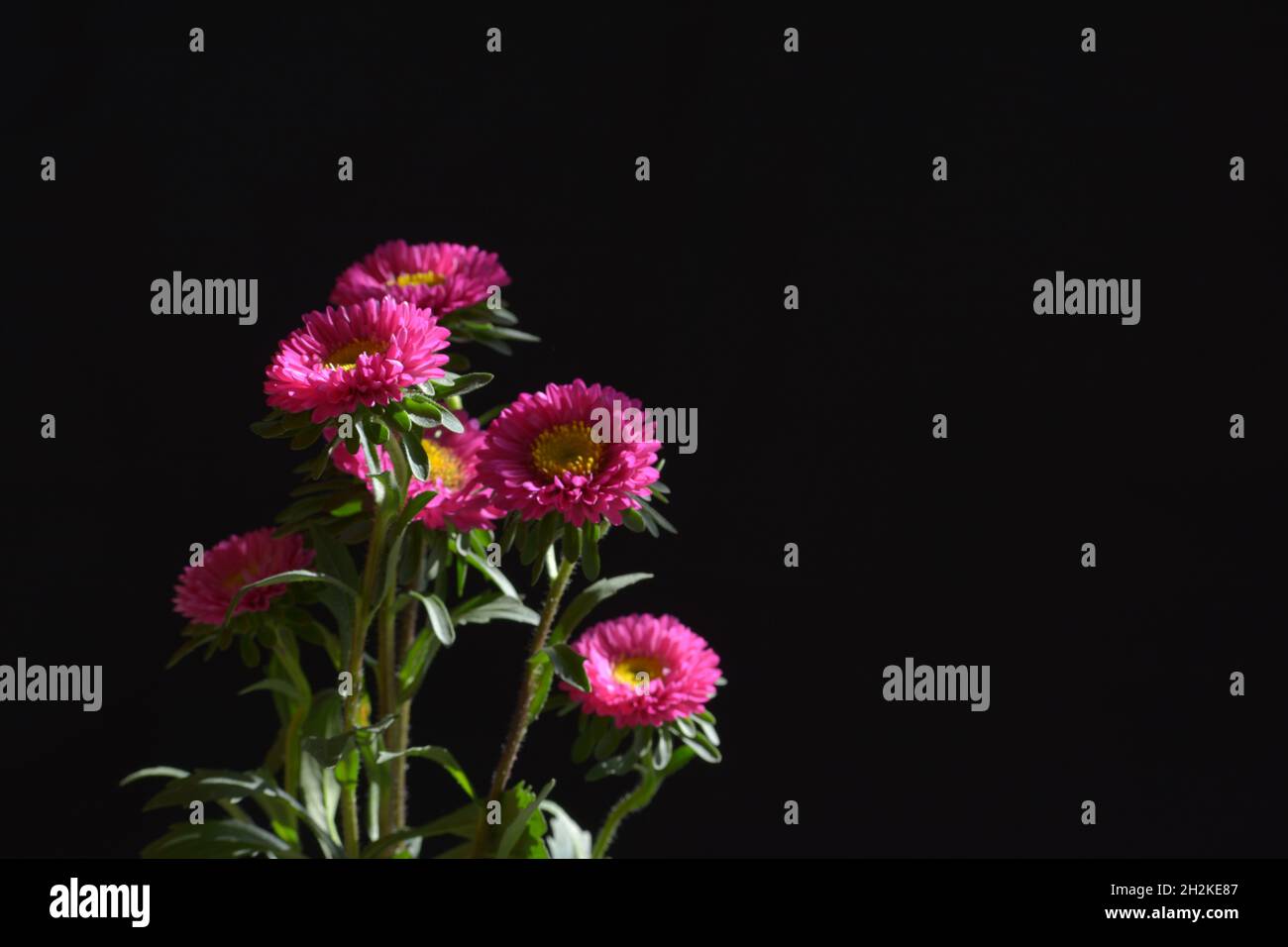 Aster flower photography hi-res stock photography and images - Alamy