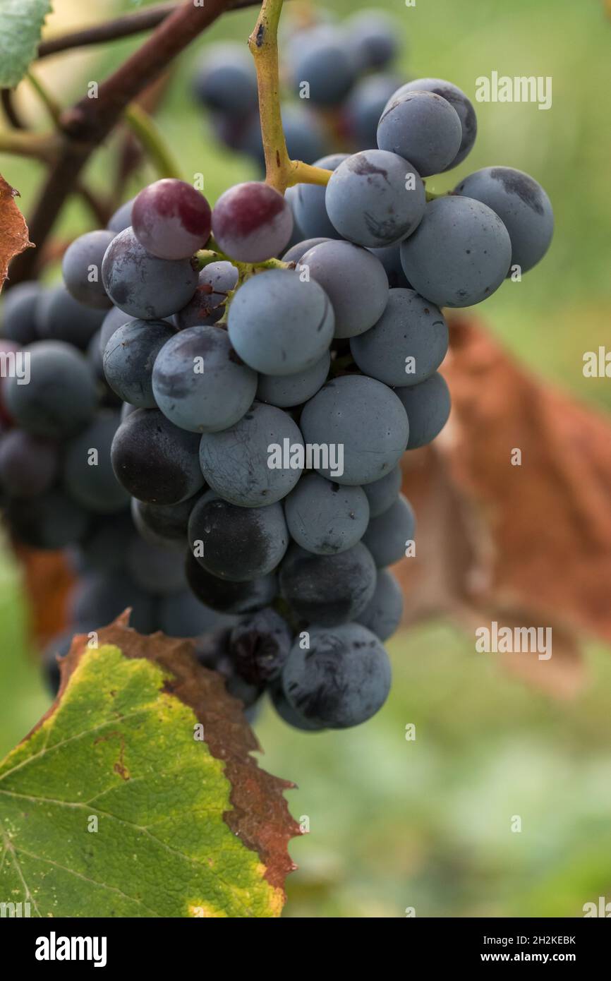 Close-up shot of vibrant coloured blue grapes ready to be harvested Stock Photo - Alamy