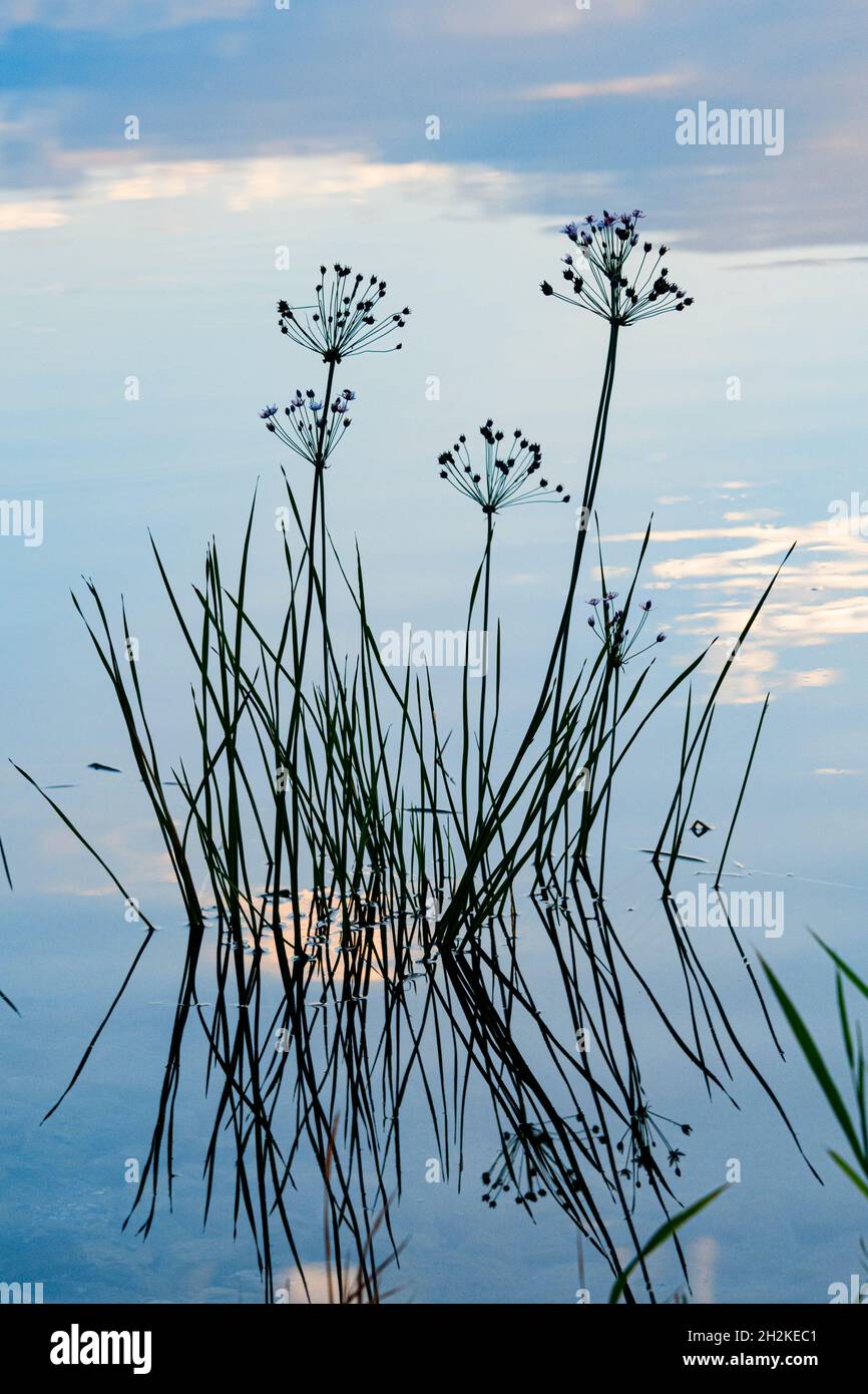 flowering rush growing in lake Stock Photo - Alamy