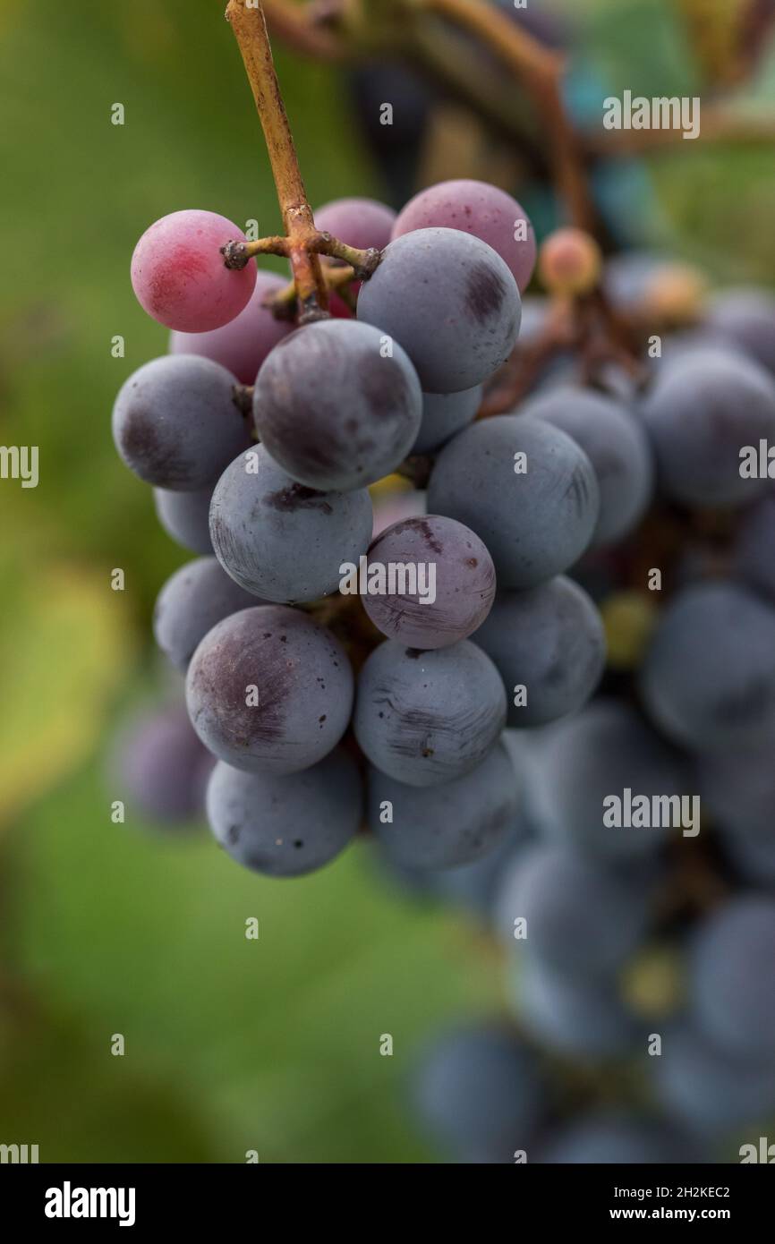 Close-up shot of vibrant coloured blue grapes ready to be harvested ...