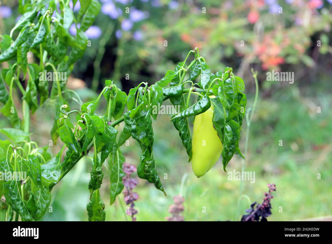 bell pepper leaves wilted after the frost Stock Photo - Alamy
