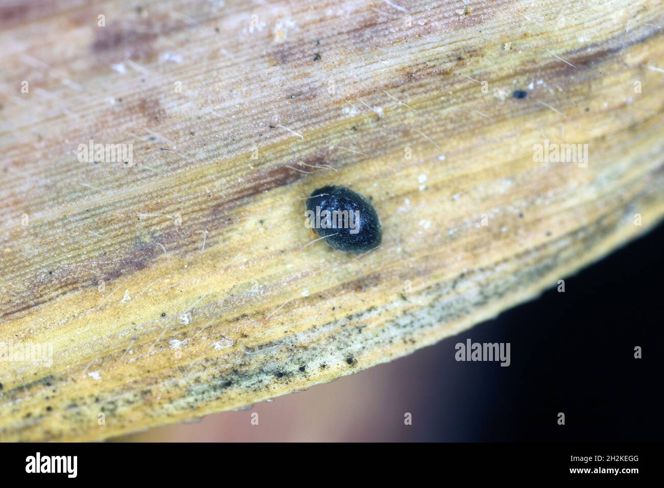 Stethorus pusillus this very efficient predator of spider mites is ...