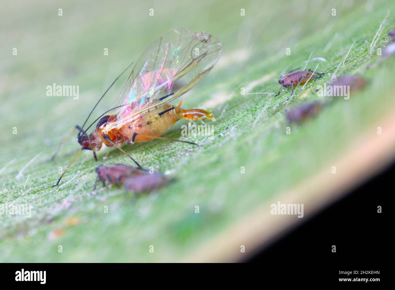 Bird cherry-oat aphid (Rhopalosiphum padi) is an aphid in the ...