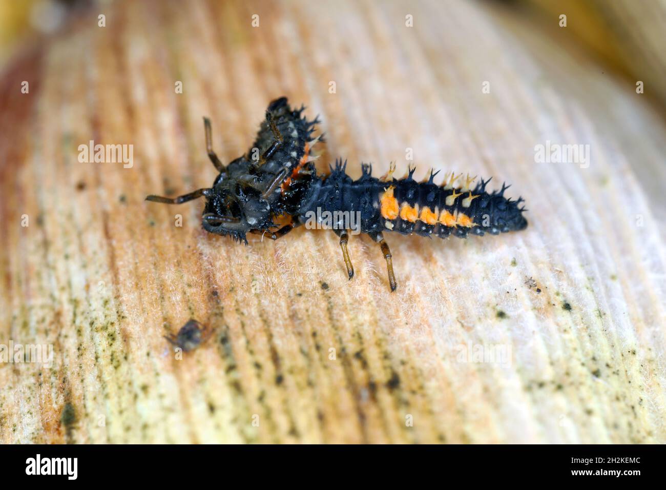 Cannibalistic Behavior High Resolution Stock Photography and Images - Alamy