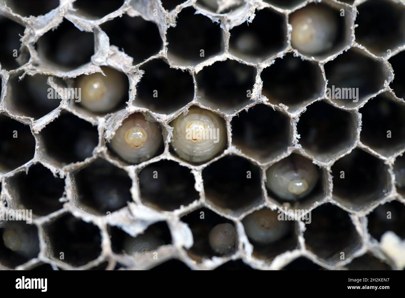 Hexagonal cells with larvae of common wasp (Vespula vulgaris). Exposed ...