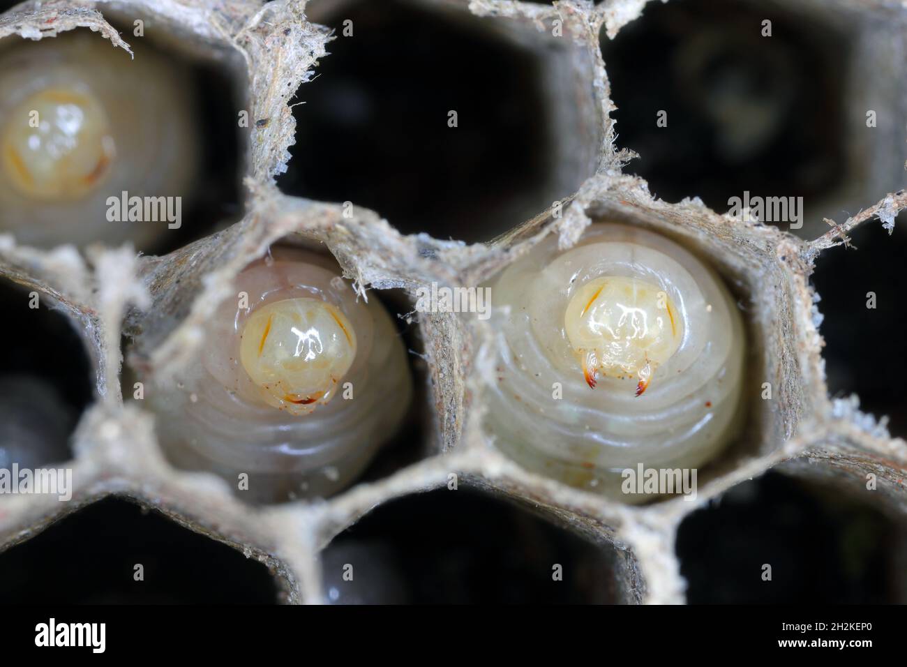 Hexagonal cells with larvae of common wasp (Vespula vulgaris). Exposed ...