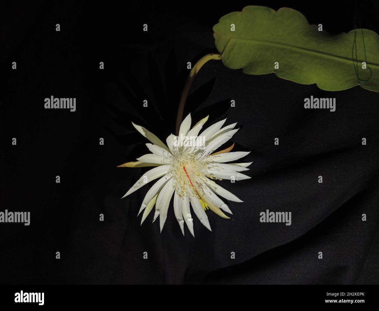 Alamy night queen photographs hi-res stock photography and images - Alamy