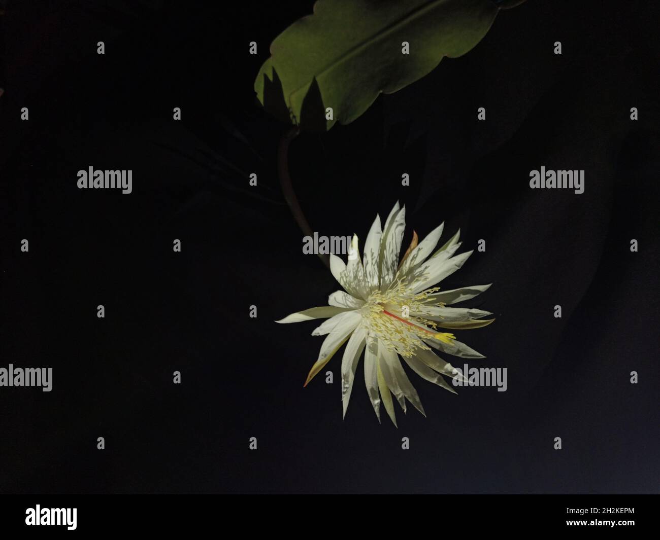 Night Queen photography Stock Photo - Alamy