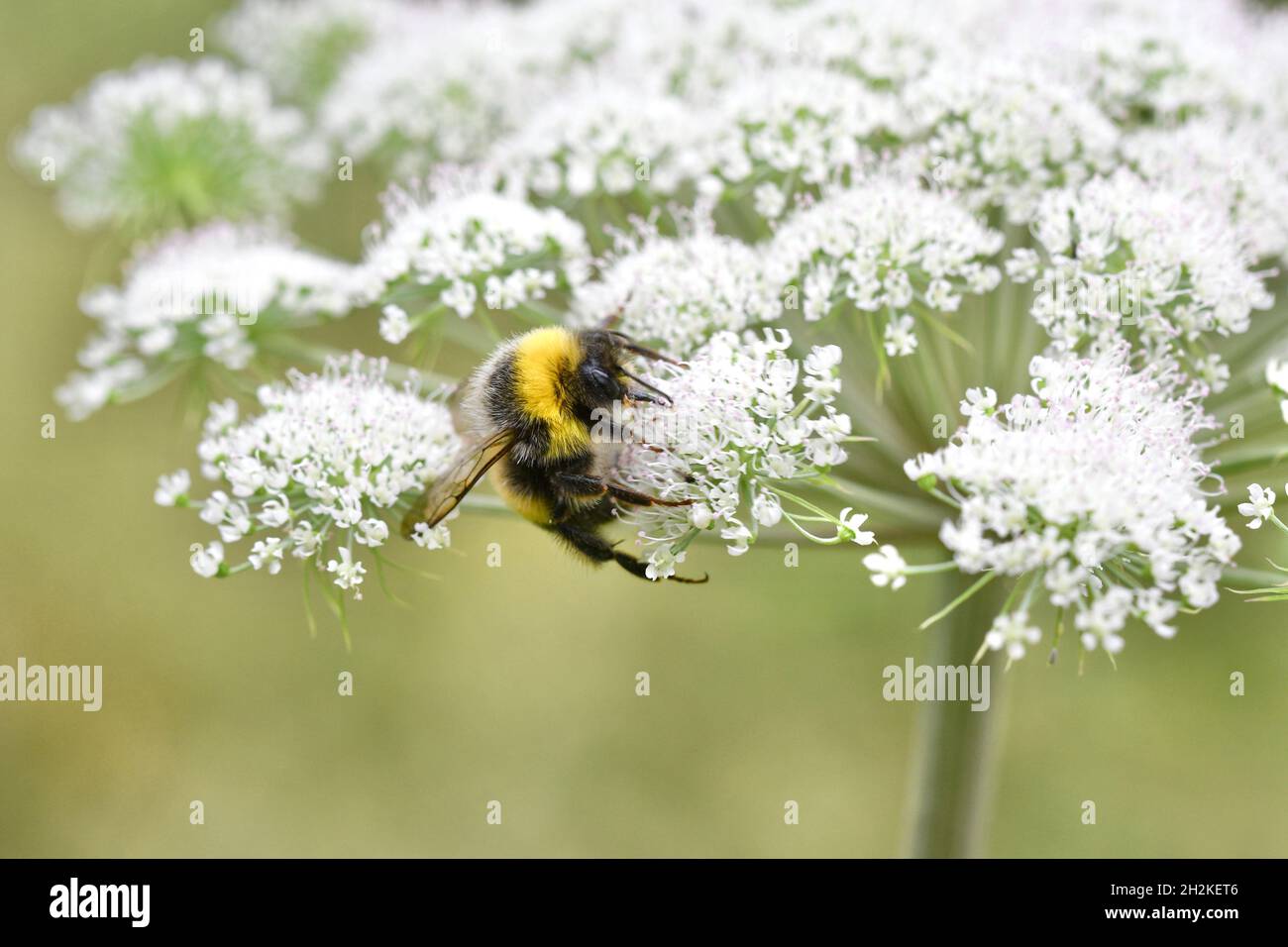 Bumblebee vector hi-res stock photography and images - Alamy