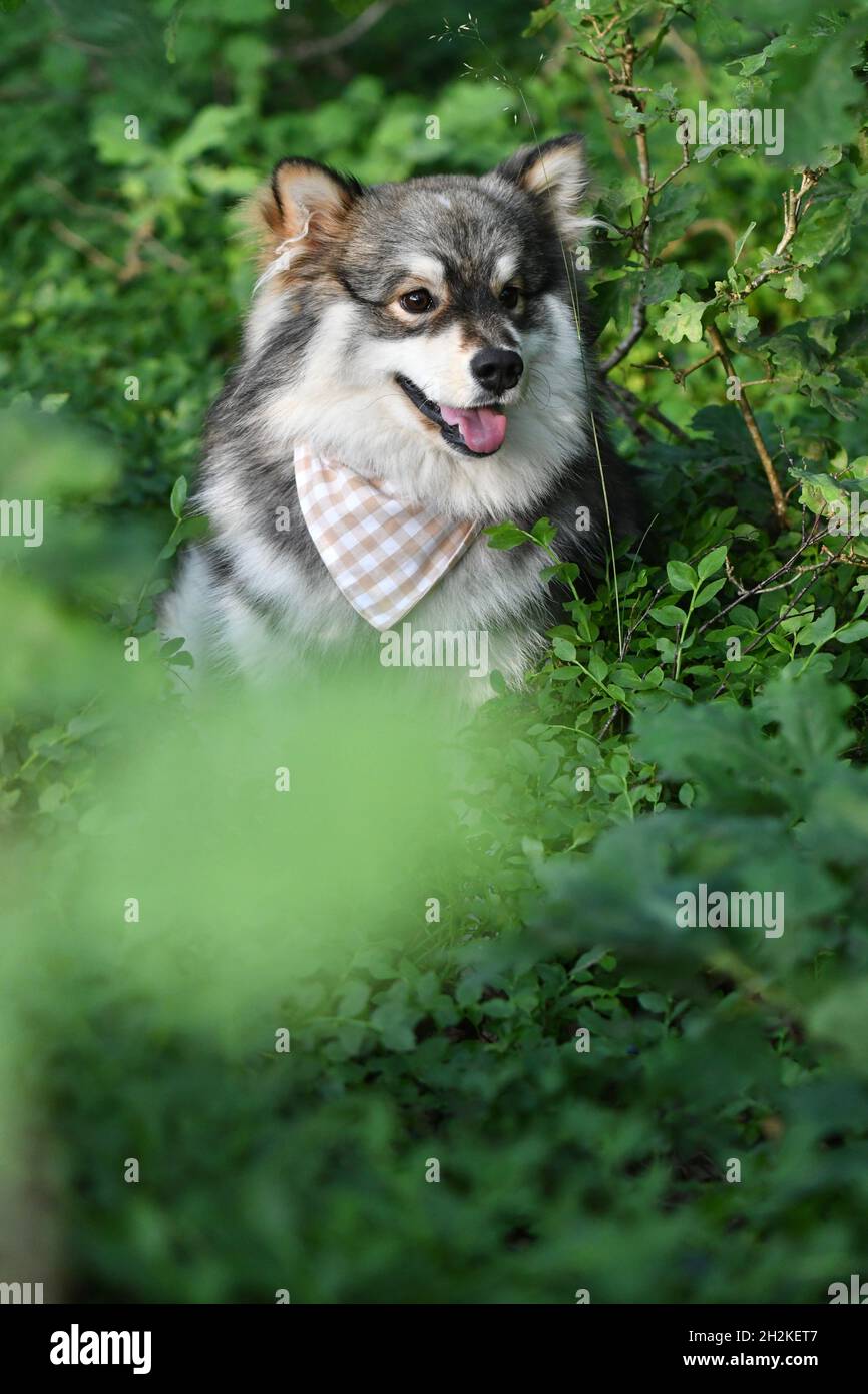 Portrait of a young Finnish Lapphund dog sitting outdoors in forest or ...