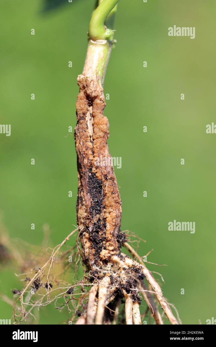 Yellows of bean - bean root disease caused by Fusarium oxysporum f.sp ...