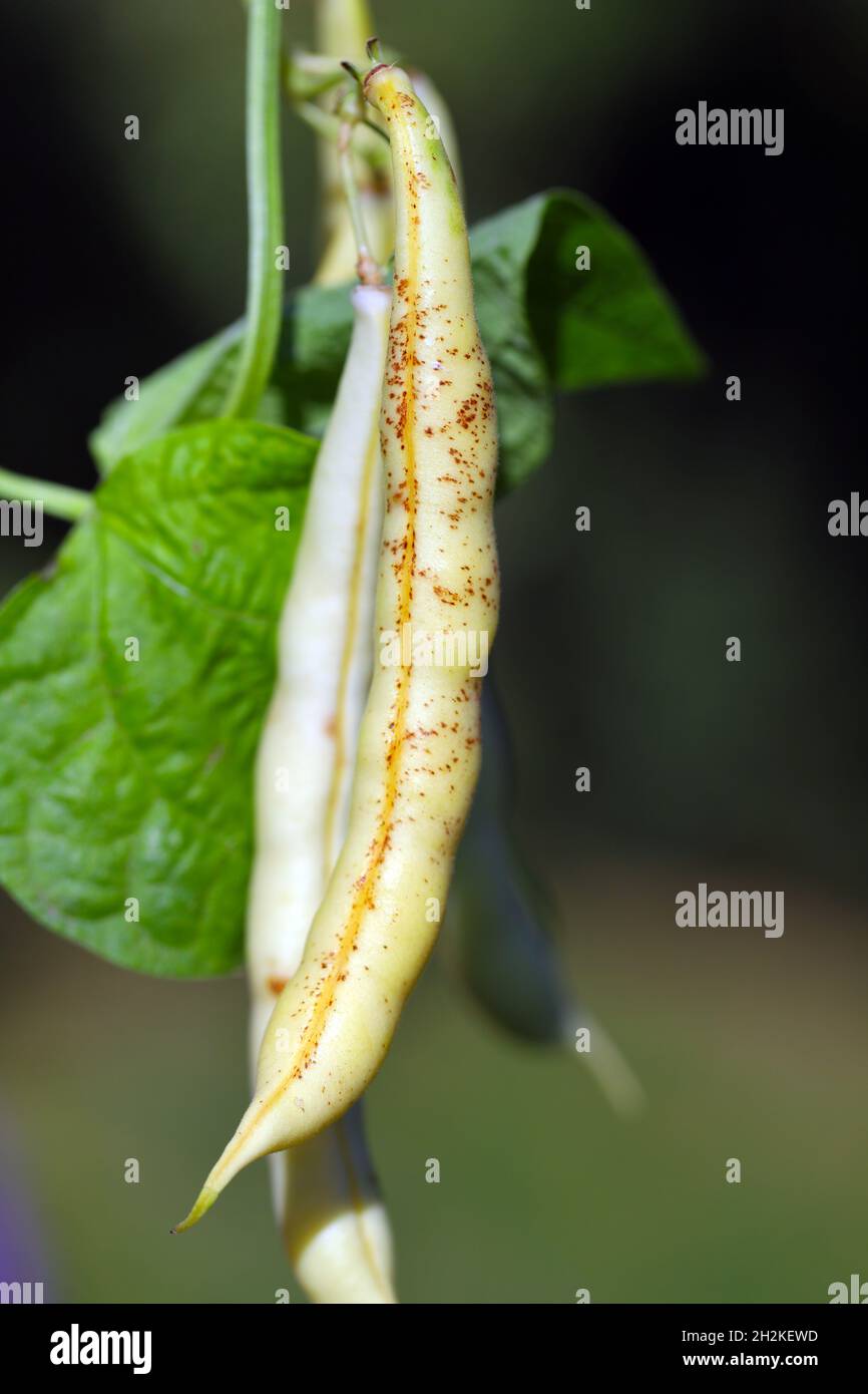 Pathogens hi-res stock photography and images - Alamy