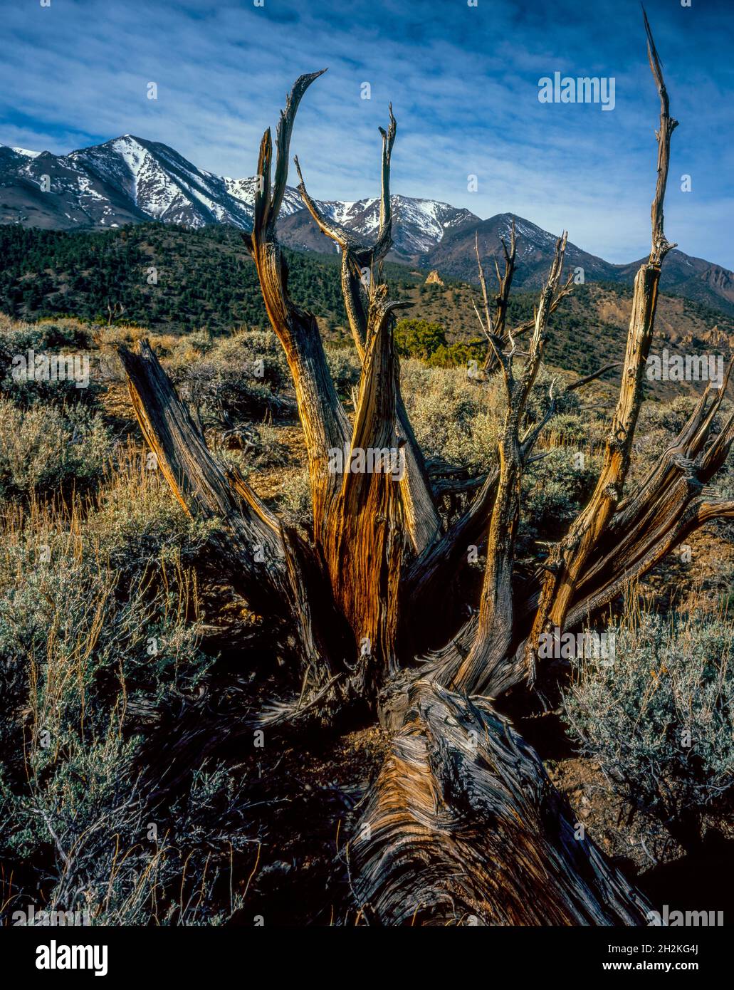 Juniper Snag, Alta Toquima Wilderness, Toiyabe National Forest, Nevada ...