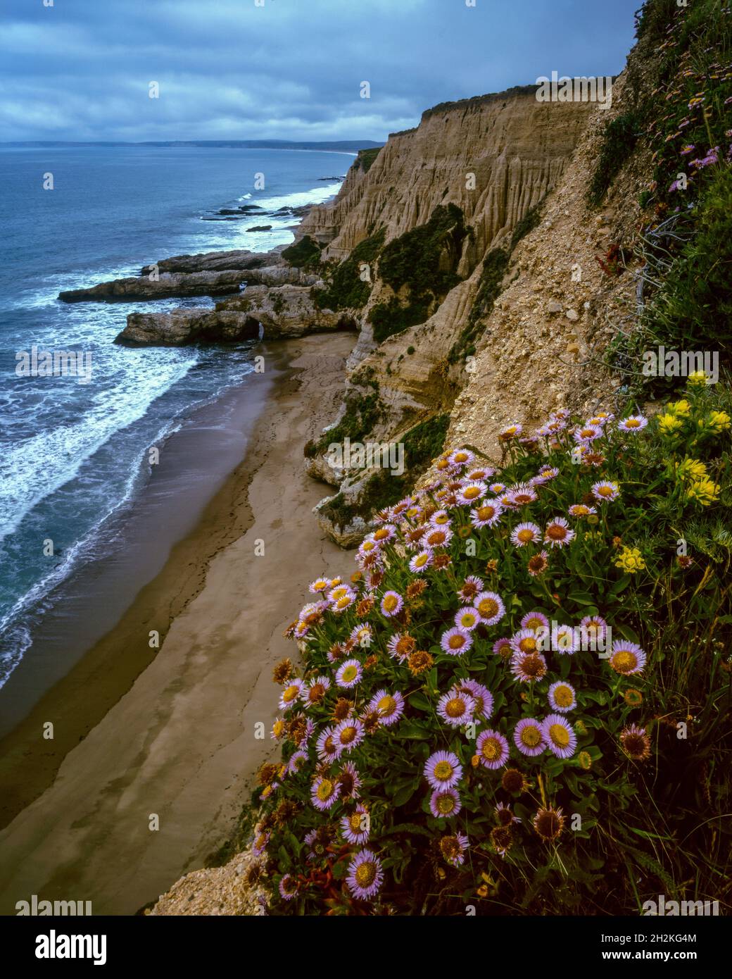 Seaside Daisies, Yellow Tree Lupines, Sculptured Beach, Point Reyes ...