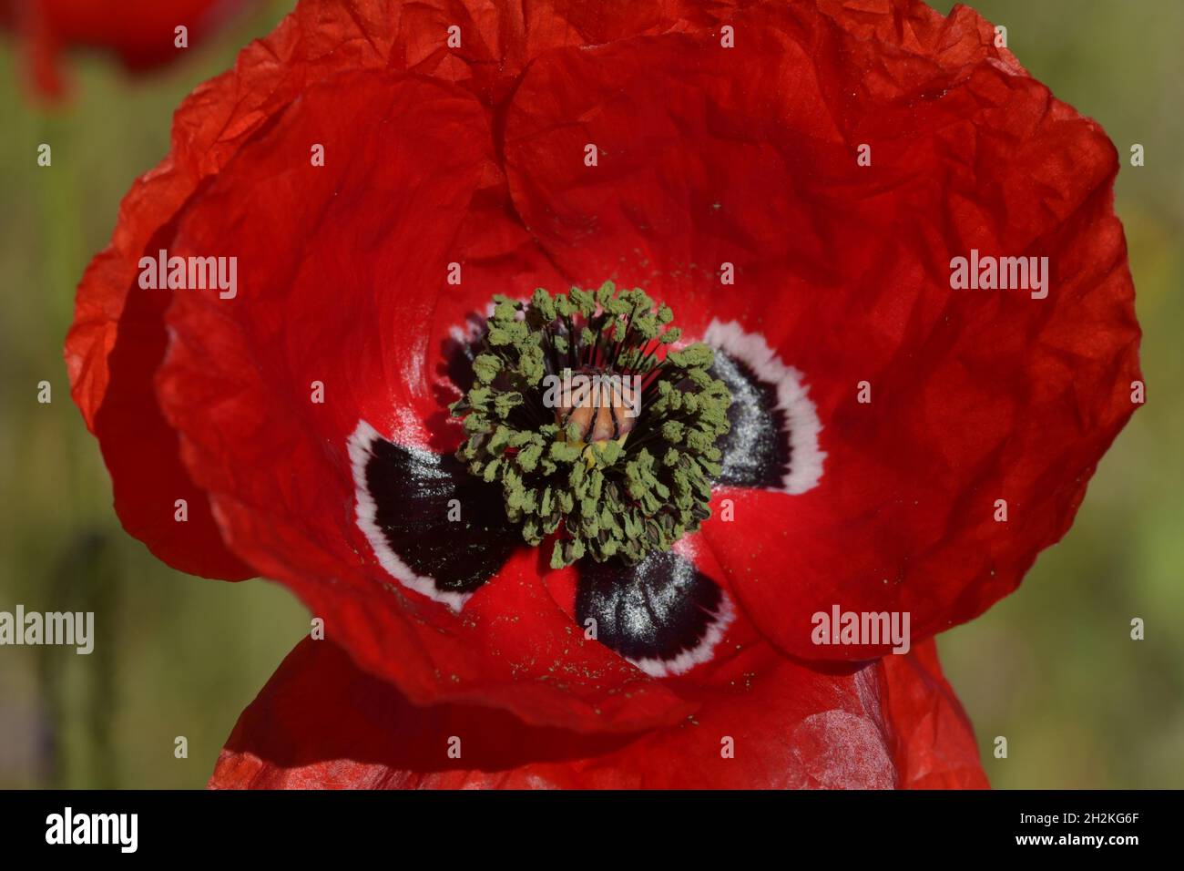 Natural and wild flowers - Poppy Stock Photo - Alamy