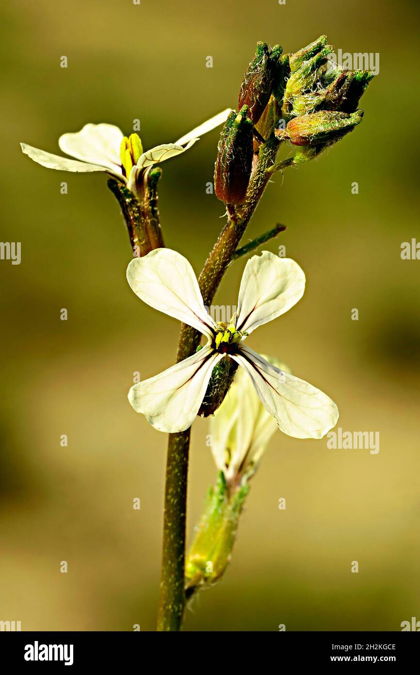 Natural and wild flowers - Eruca vesicaria Stock Photo - Alamy