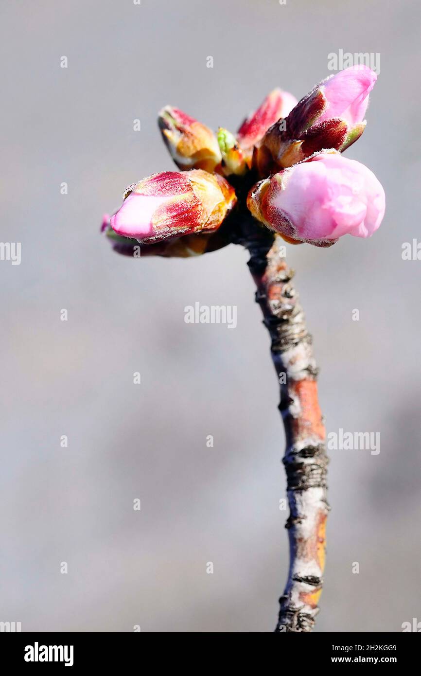 Natural and wild flowers - Flor del Almendro Stock Photo - Alamy