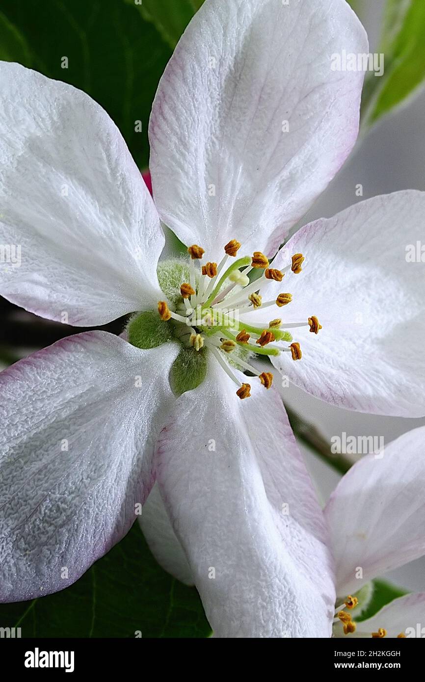 Natural and wild flowers - Pear tree flower Stock Photo - Alamy