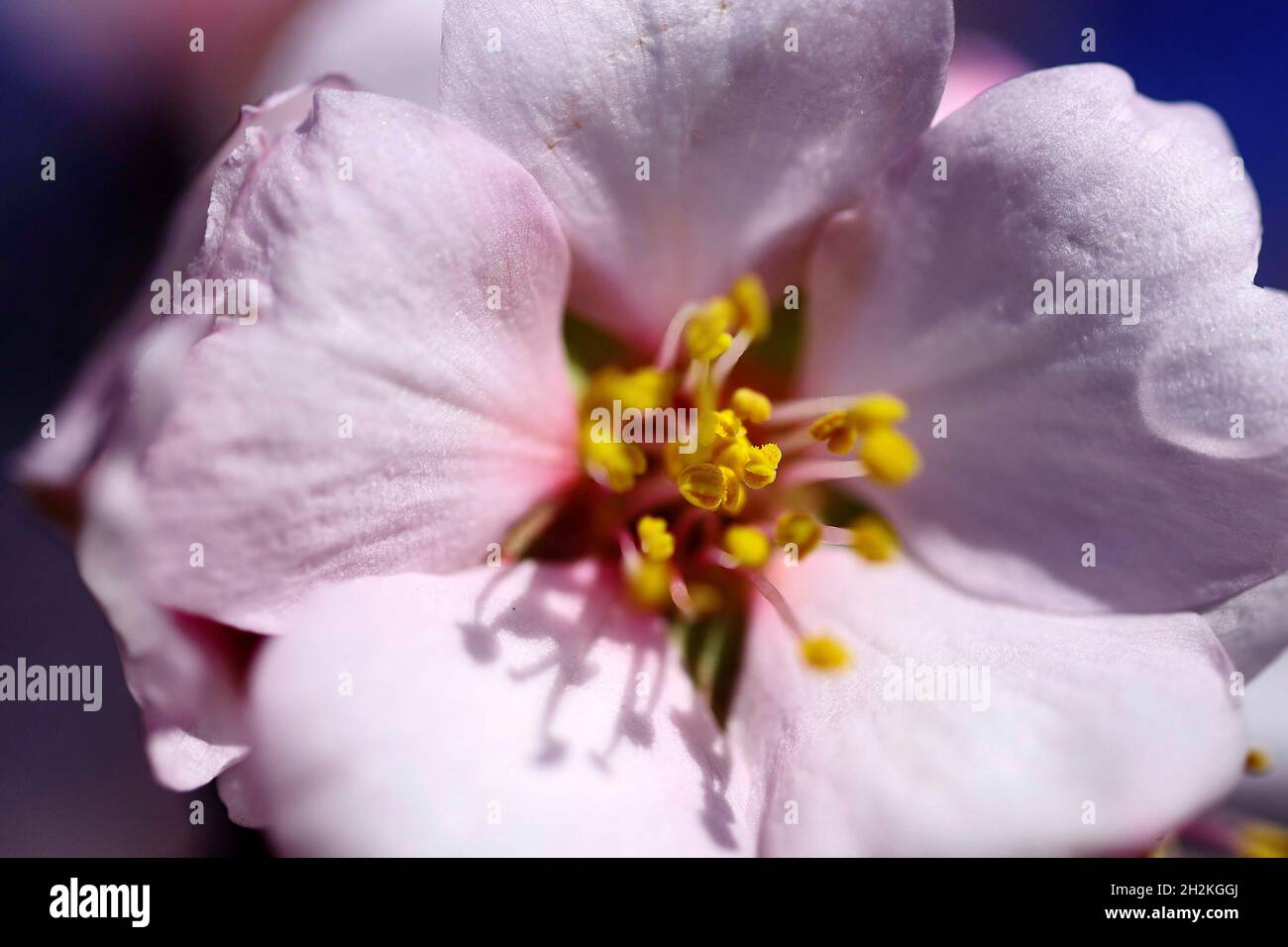 Natural and wild flowers - Flor del Almendro Stock Photo - Alamy