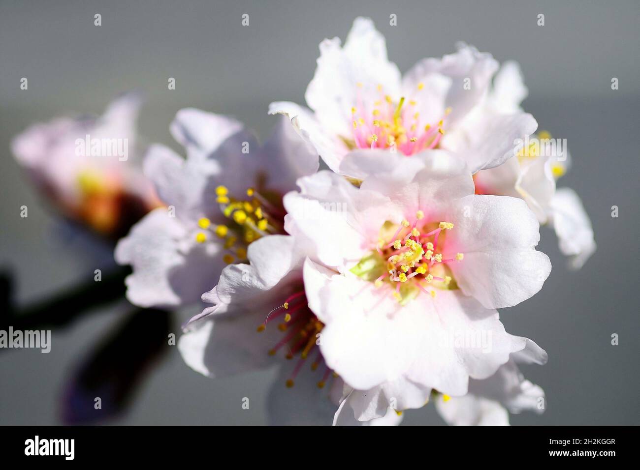 Almendro flor hi-res stock photography and images - Alamy