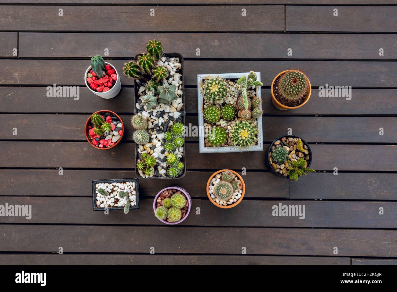 Top view image of pots with cacti of various species and decorative ...